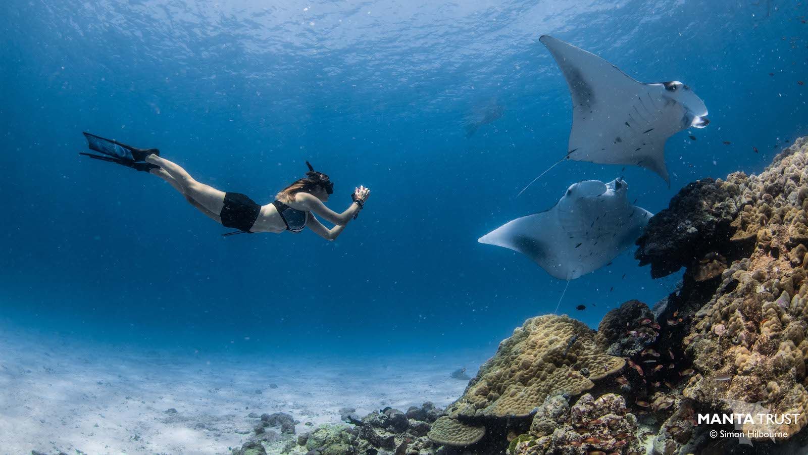 Charter yacht helps manta ray research in the Maldives through Yachts ...